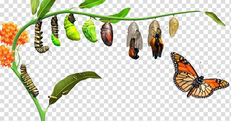 Von der Raupe zum Schmetterling Kindertagesstätte St. Rochus, Mainz-Kastel