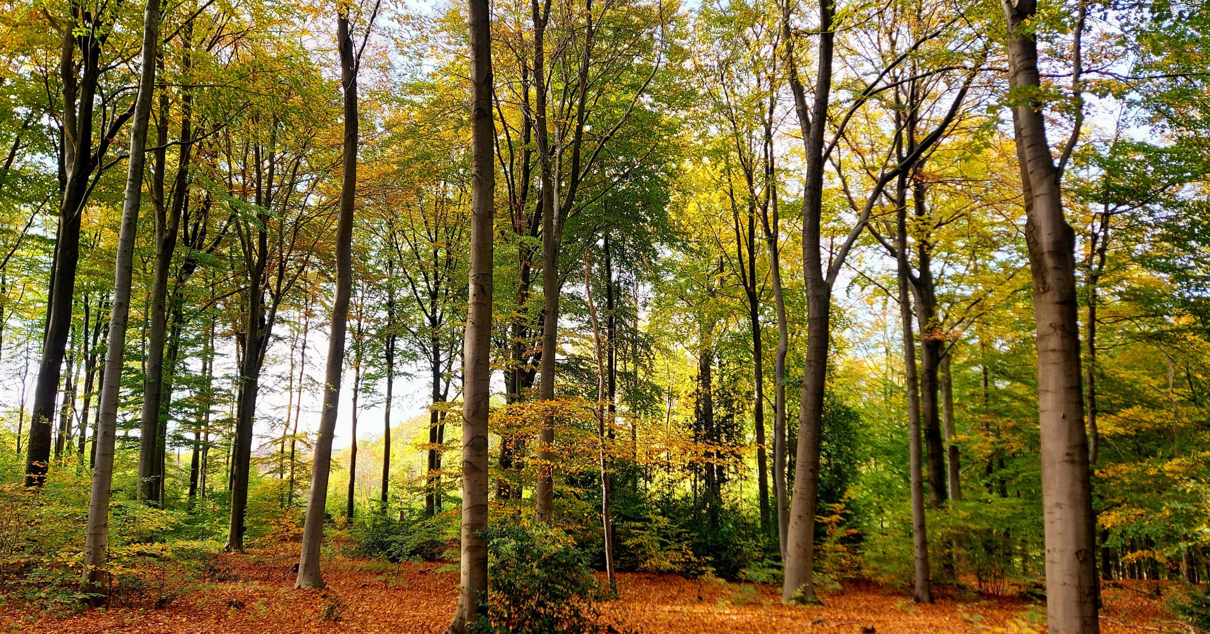 Der Hahnenschrei im August 2024 | Katholische Kirche Mainz-Mitte-West