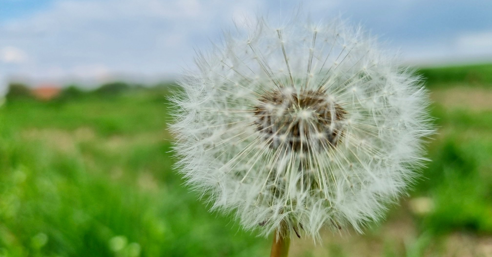 Pusteblume | Pastoralraum Mainz Süd