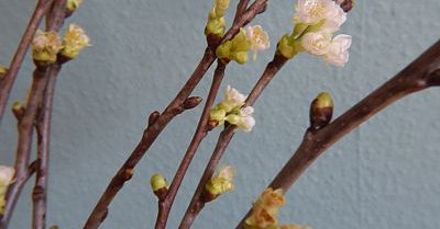 Palmstecken binden | Pfarrei St. Christophorus, Dieburger Land